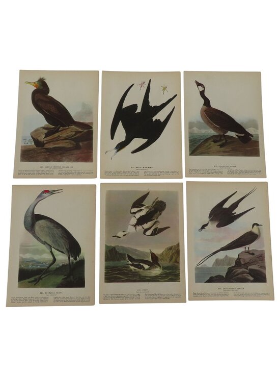 Art | The Birds Of America 6 Pages Colored Bird Images Wall Collage ...